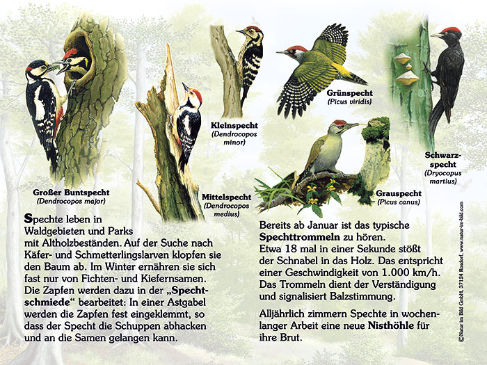 Spechte | Natur im Bild Lehrtafeln für Natur-, Lehr- oder Lernpfade