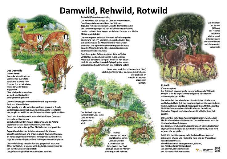Damwild, Rehwild, Rotwild | Säugetiere | Lehrtafeln | Natur im Bild ...