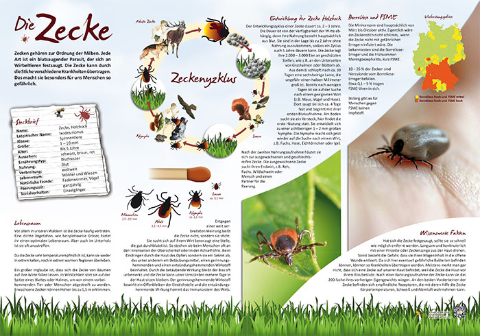 Die Zecke | Tiere | Lehrtafeln | Natur im Bild Lehrtafeln für Natur ...