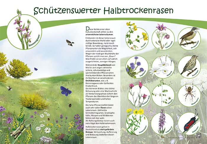 Schützenswerter Halbtrockenrasen | Ökologie | Lehrtafeln | Natur im Bild Lehrtafeln für Natur ...
