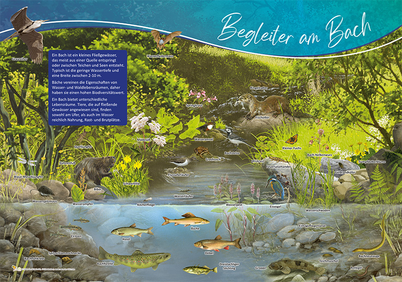 Begleiter am Bach | Gewässer | Lehrtafeln | Natur im Bild Lehrtafeln für Natur-, Lehr- oder ...