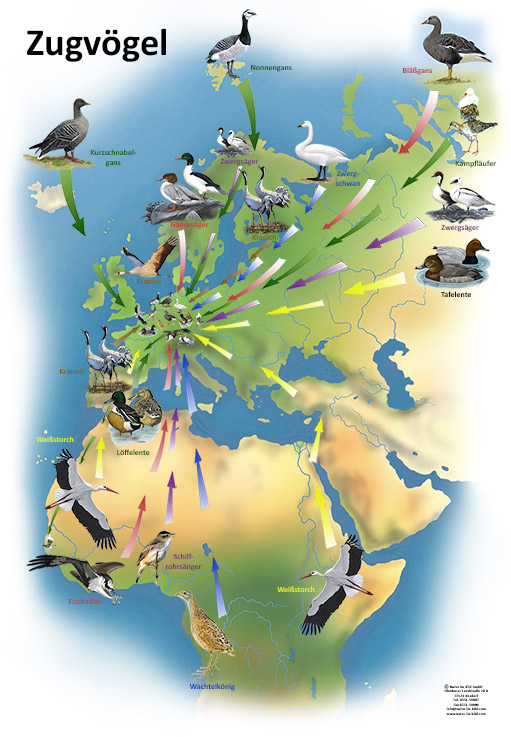 Zugvögel | Vögel | Lehrtafeln | Natur im Bild Lehrtafeln für Natur ...