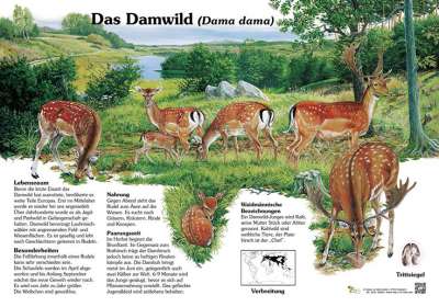 Damwild, Rehwild, Rotwild | Säugetiere | Lehrtafeln | Natur im Bild ...