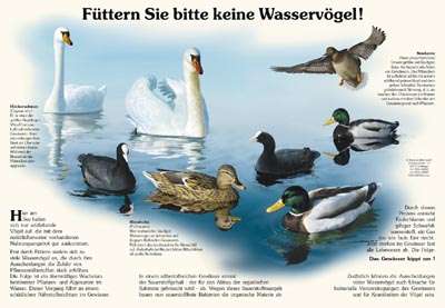 Die Entenarten | Vögel | Lehrtafeln | Natur im Bild Lehrtafeln für ...