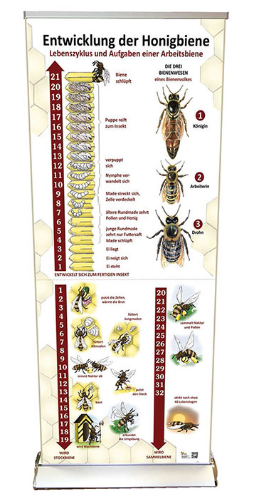 Roll-up-System Entwicklung der Honigbiene | Natur im Bild Lehrtafeln ...