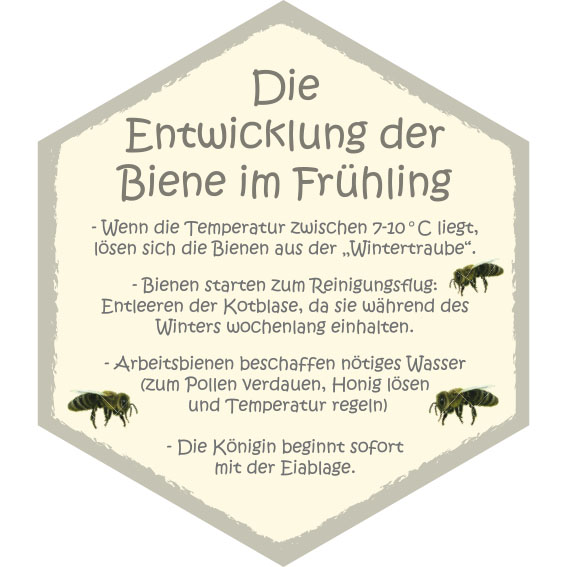 Wabe Die Entwicklung der Biene im Frühling | Bienenwabentafeln ...