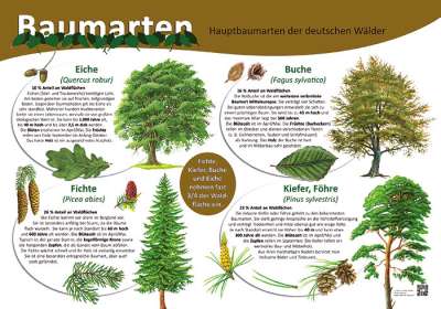 Laub- und Nadelbäume | Pflanzen | Lehrtafeln | Natur im Bild Lehrtafeln ...