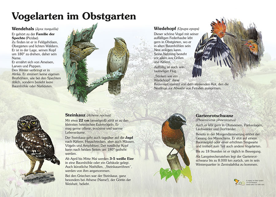 Diese wetterfeste Lehrtafel informiert Sie über Vogelarten, die in ...