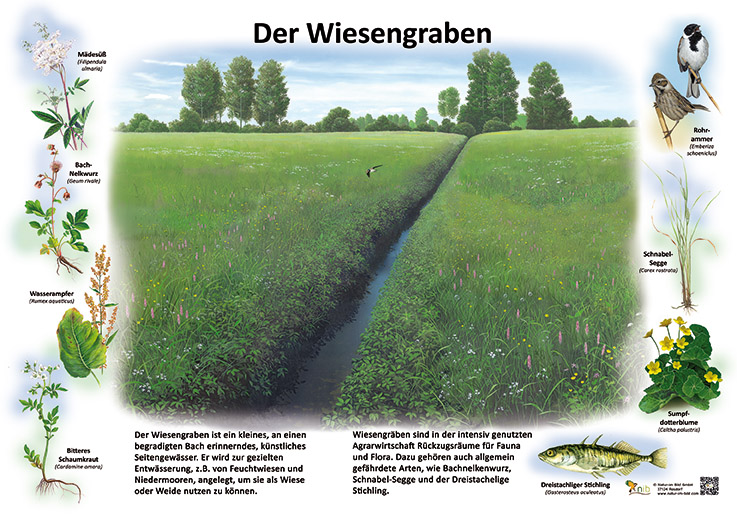 Der Wiesengraben | Ökologie | Lehrtafeln | Natur im Bild Lehrtafeln für Natur-, Lehr- oder Lernpfade