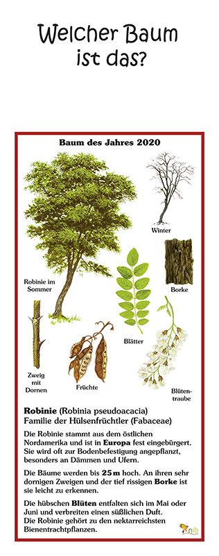 Robinie | Quiztafel | Lehrtafeln | Natur im Bild Lehrtafeln für Natur ...
