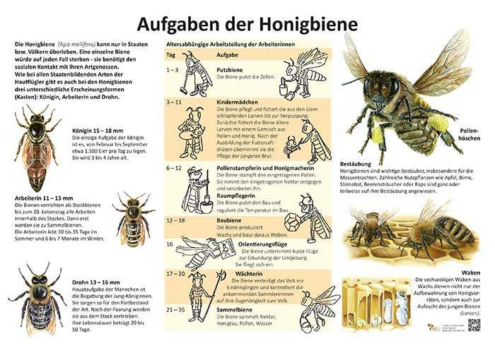 Die Aufgaben der Honigbiene | Biene | Aktionen | Natur im Bild ...