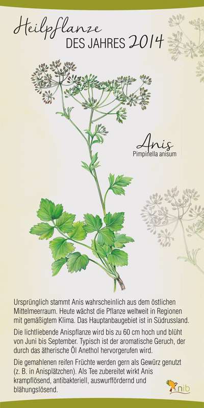 Heilpflanze des Jahres 2014. Anis | Natur im Bild Lehrtafeln für Natur ...