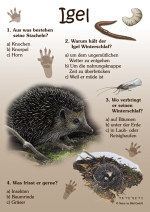 Steckbrief Igel 2024 | Igel Steckbrief – QIVWX