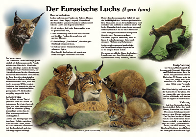Der Luchs | Säugetiere | Lehrtafeln | Natur im Bild Lehrtafeln für ...