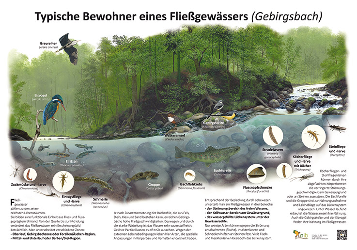 Typische Bewohner eines Fließgewässers | Ökologie | Lehrtafeln | Natur im Bild Lehrtafeln für ...