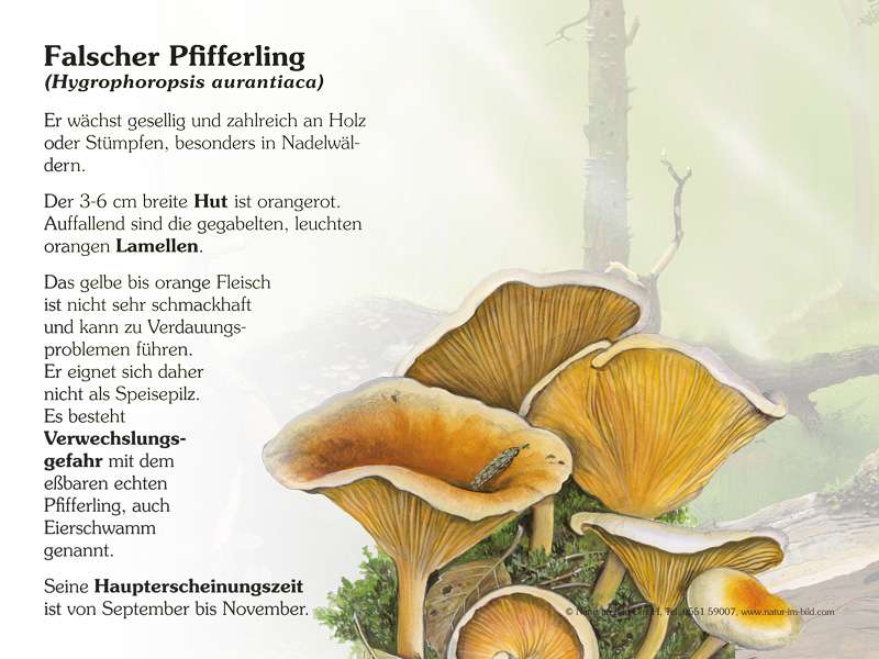 Falscher Pfifferling | Pilze | Lehrtafeln | Natur im Bild Lehrtafeln ...