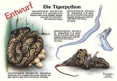 Die Tigerpython | Zoo- und Tierparktafeln | Lehrtafeln | Natur im Bild ...