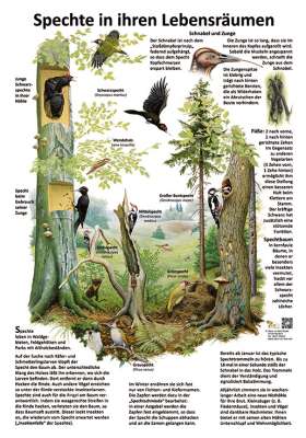 Nahrung der Fledermäuse | Säugetiere | Lehrtafeln | Natur im Bild ...