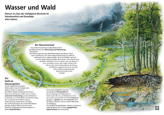 Wasser und Wald | Wald | Lehrtafeln | Natur im Bild Lehrtafeln für ...