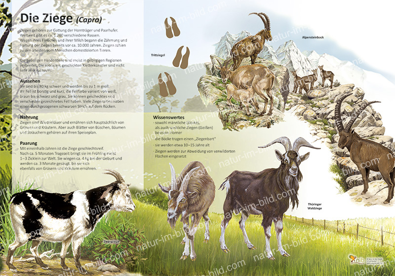 Die Ziege | Säugetiere | Lehrtafeln | Natur im Bild Lehrtafeln für ...