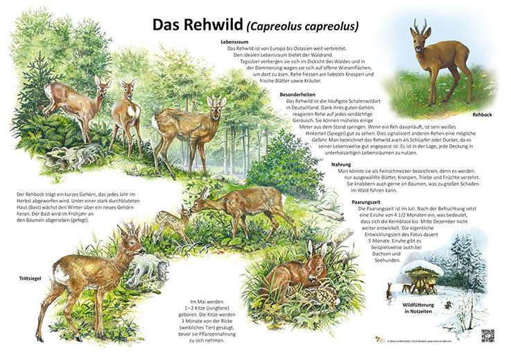 Das Rehwild | Säugetiere | Lehrtafeln | Natur im Bild Lehrtafeln für ...