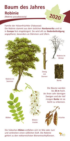 Robinie - Baum des Jahres 2020 | Natur im Bild Lehrtafeln für Natur ...