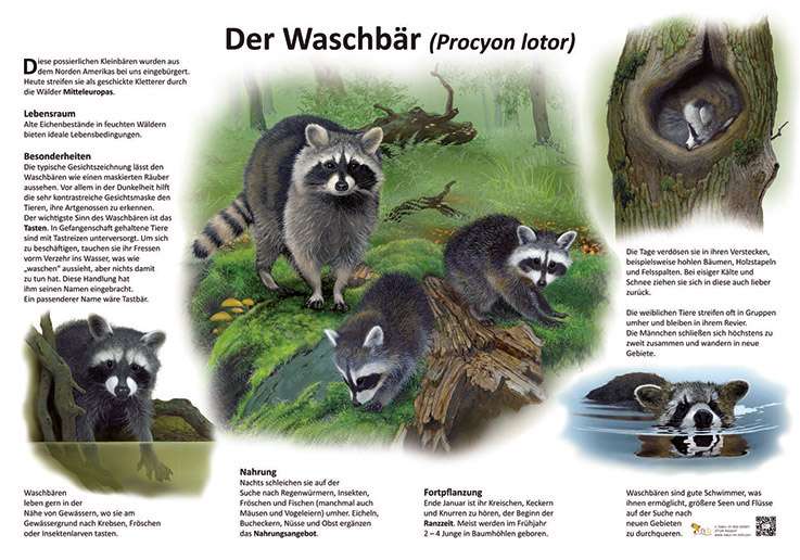 Der Waschbär | Säugetiere | Lehrtafeln | Natur im Bild Lehrtafeln für ...