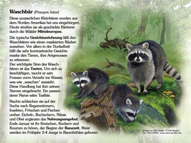 Waschbär | Säugetiere | Lehrtafeln | Natur im Bild Lehrtafeln für Natur ...