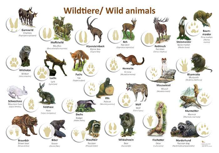 Wildtiere/ Wild animals | Natur im Bild Lehrtafeln für Natur-, Lehr ...