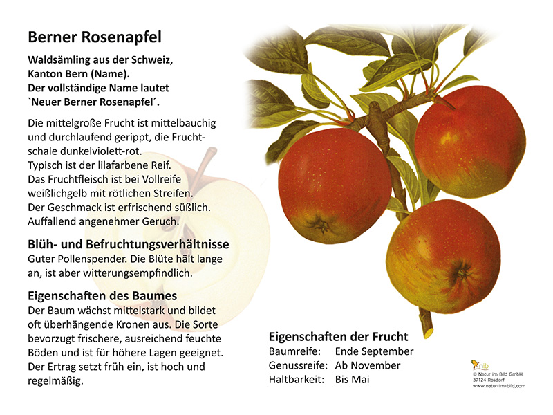 Berner Rosenapfel | Obst | Lehrtafeln | Natur im Bild Lehrtafeln für ...