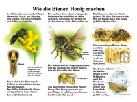 Entwicklung der Honigbiene | Biene | Aktionen | Natur im Bild ...
