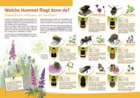Entwicklung der Honigbiene | Biene | Aktionen | Natur im Bild ...