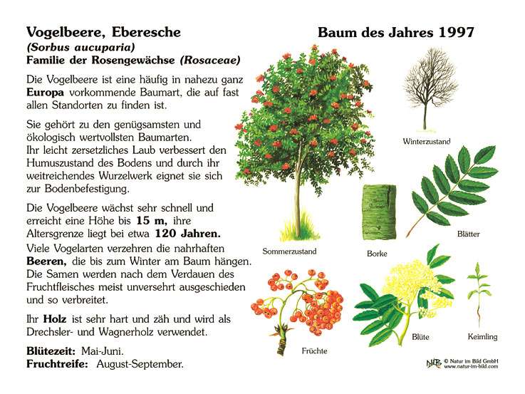 Eberesche, Vogelbeere - Baum des Jahres 1997 | Pflanzen | Lehrtafeln ...