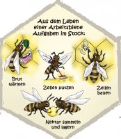Entwicklung der Honigbiene | Biene | Aktionen | Natur im Bild ...