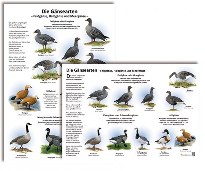 Die Gänsearten | Vögel | Lehrtafeln | Natur im Bild Lehrtafeln für ...