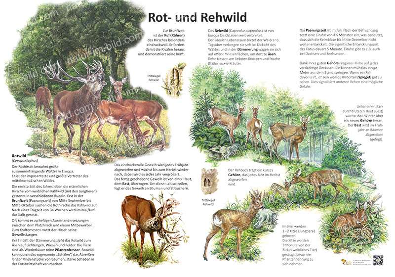 Rotwild und Rehwild | Tiere | Lehrtafeln | Natur im Bild Lehrtafeln für ...
