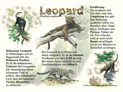 Leopard | 50x70 & 70x100 cm | Zootafeln | Lehrtafeln | Natur im Bild ...
