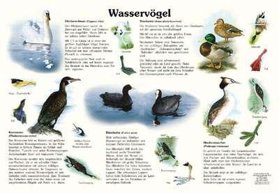 Die Entenarten | Vögel | Lehrtafeln | Natur im Bild Lehrtafeln für ...