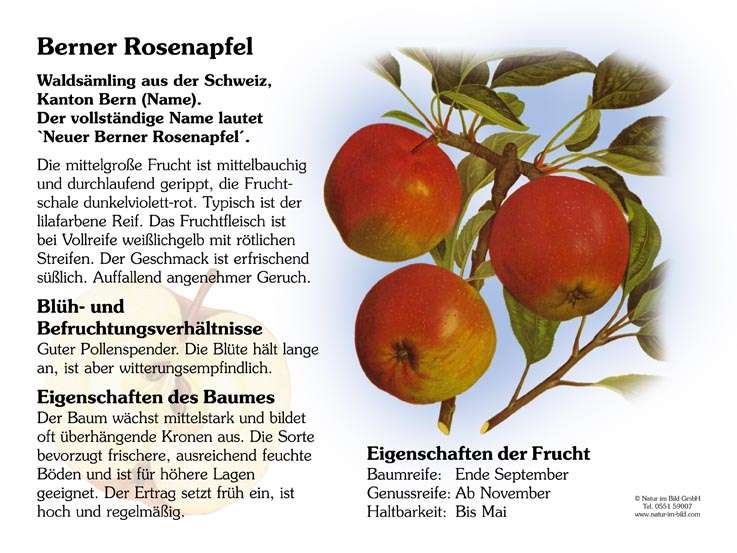 Berner Rosenapfel | Obst | Lehrtafeln | Natur im Bild Lehrtafeln für ...