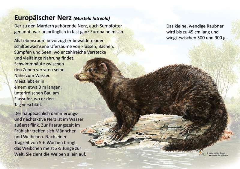 Europäischer Nerz | Säugetiere | Lehrtafeln | Natur im Bild Lehrtafeln ...