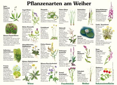 Pflanzenarten am Weiher | Pflanzen | Lehrtafeln | Natur im Bild Lehrtafeln für Natur-, Lehr ...