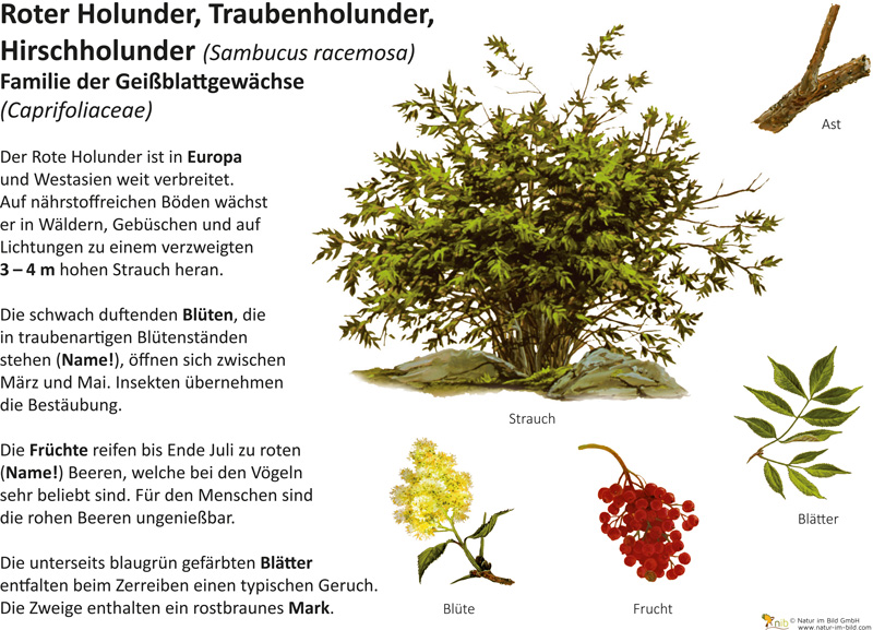 Roter Holunder | Pflanzen | Lehrtafeln | Natur im Bild Lehrtafeln für ...