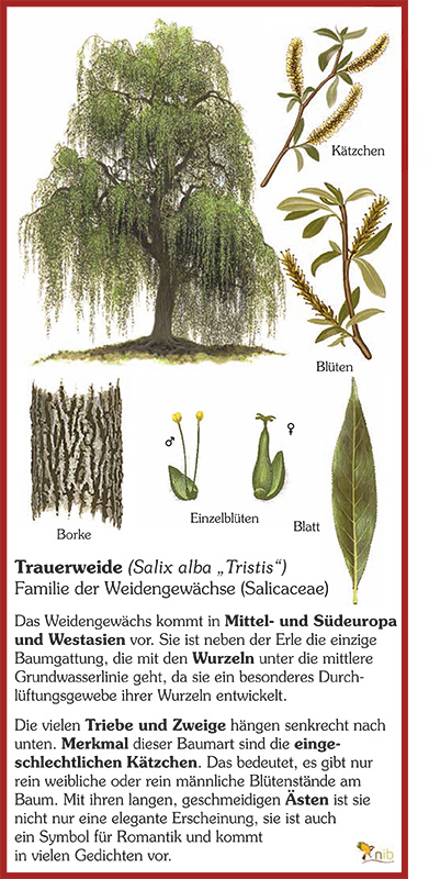 Trauerweide | Pflanzen | Lehrtafeln | Natur im Bild Lehrtafeln für ...