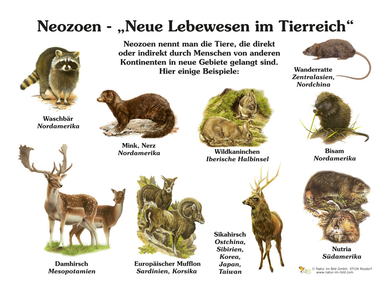 Neozoen - Neue Lebewesen im Tierreich | Ökologie | Lehrtafeln | Natur ...