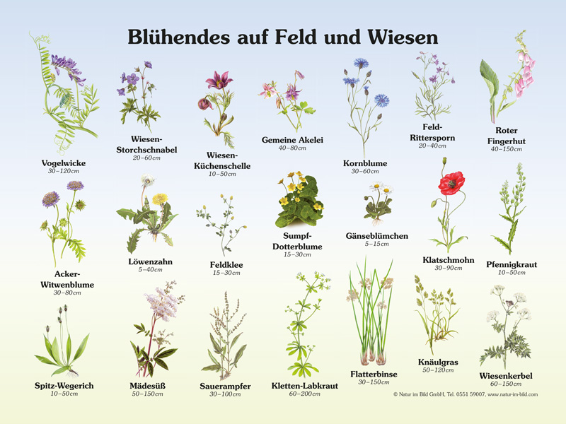 Blühendes auf Feld und Wiesen | Pflanzen | Lehrtafeln | Natur im Bild Lehrtafeln für Natur ...