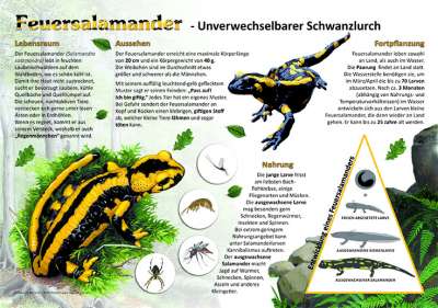 Heimische Lurche | Amphibien und Reptilien | Lehrtafeln | Natur im Bild ...