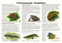 Lurche (6 Arten) | Amphibien und Reptilien | Lehrtafeln | Natur im Bild ...