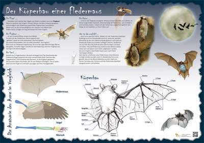 Mopsfledermaus | Säugetiere | Lehrtafeln | Natur im Bild Lehrtafeln für ...