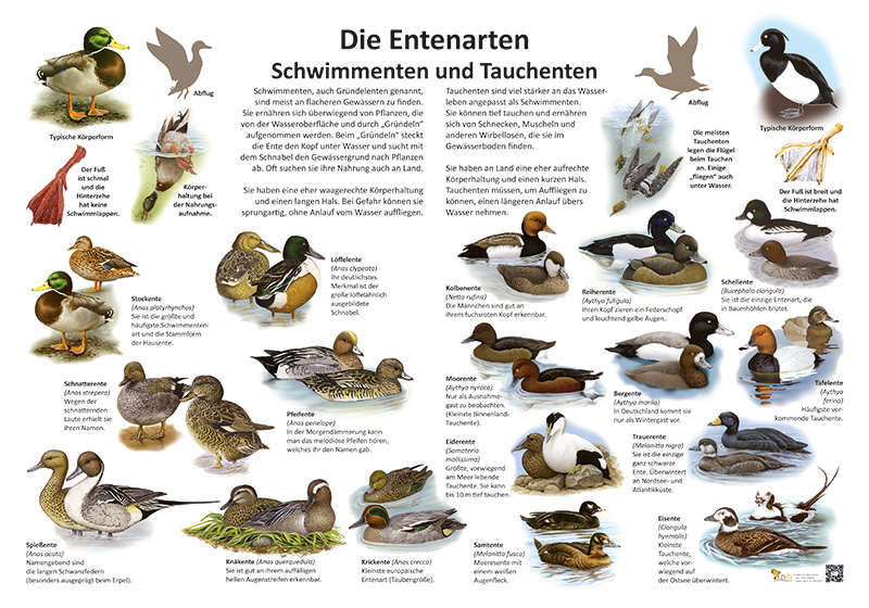 Die Entenarten | Vögel | Lehrtafeln | Natur im Bild Lehrtafeln für ...
