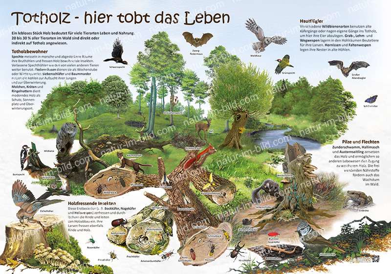Totholz - hier tobt das Leben | Ökologie | Lehrtafeln | Natur im Bild ...